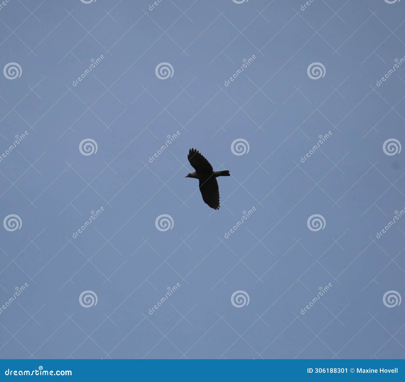 Jackdaw in flight stock image. Image of britishwildlifephotography ...