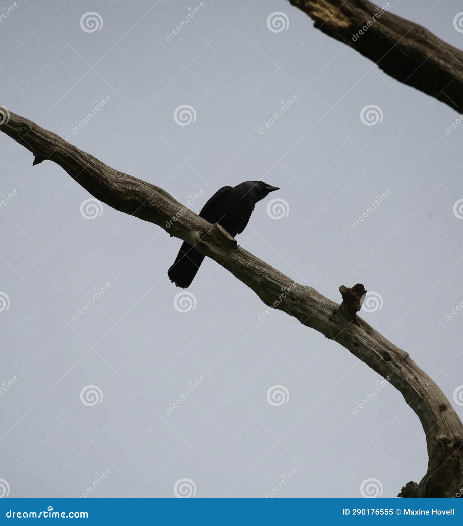 Jackdaw on tree branch stock image. Image of wildlife - 290176555