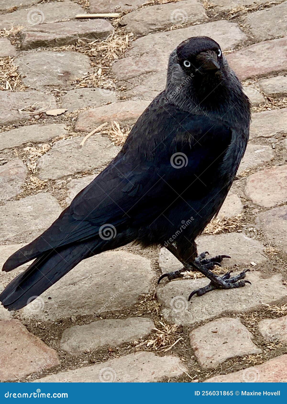 Jackdaw (Corvus Monedula) Close Up Stock Image - Image of flying ...