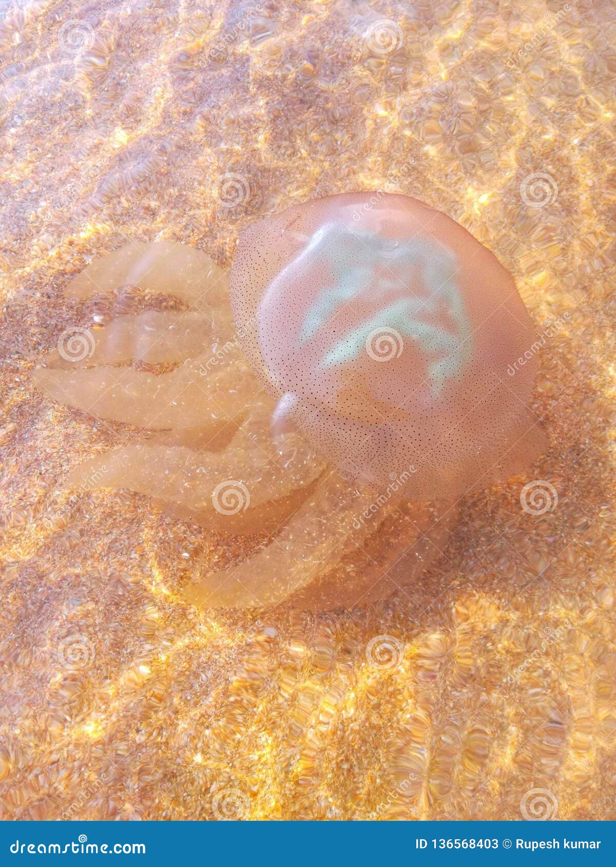 Jellyfish stock image. Image of water, jellyfish, land - 136568403
