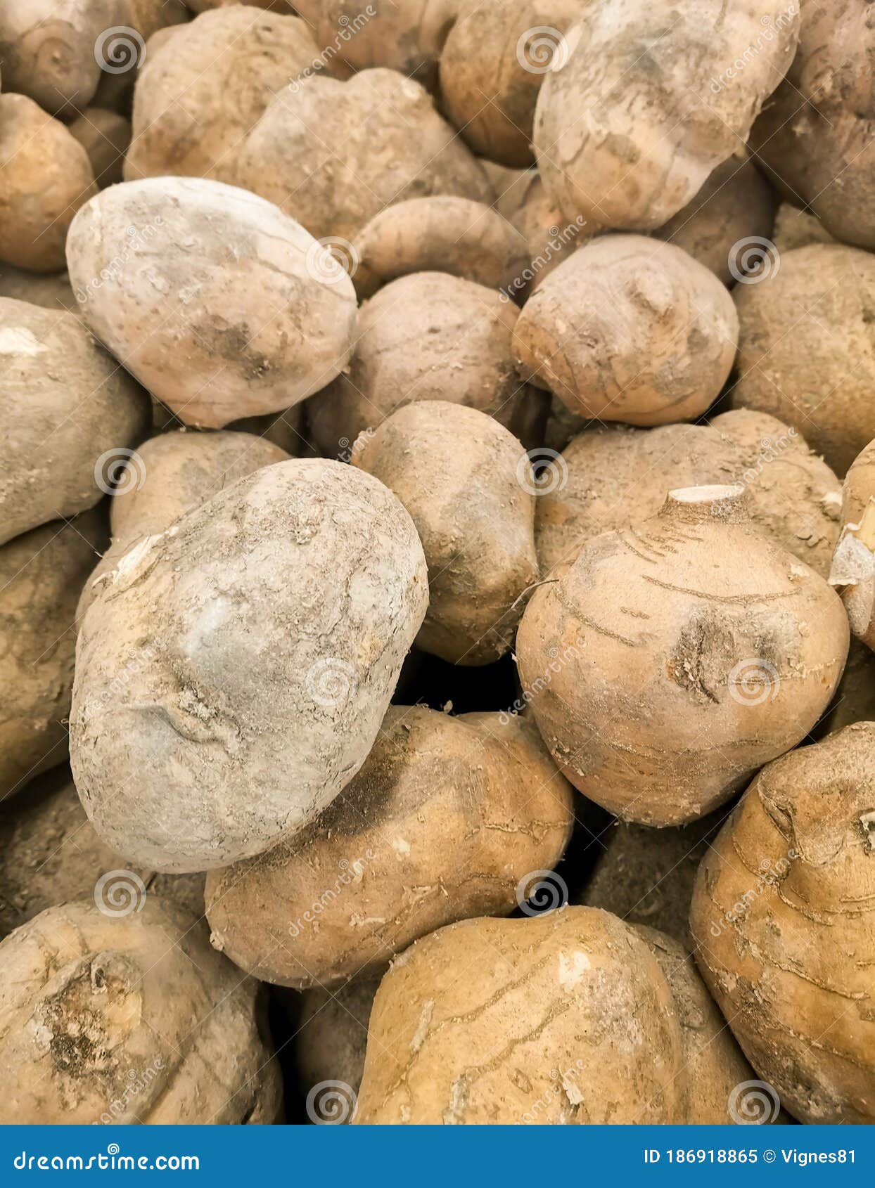 Jicama, Pachyrhizus Erosus Stock Image | CartoonDealer.com #186918865