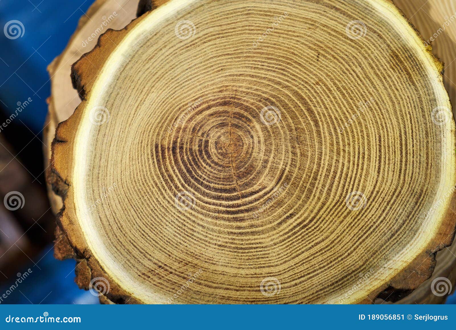 Image of a Juniper Tree Cut Stock Image - Image of annual, life: 189056851