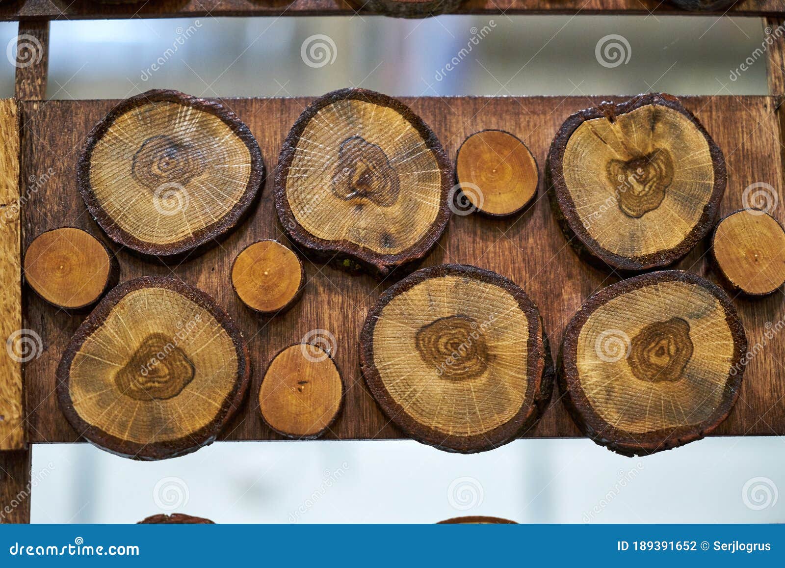 Image of a Juniper Tree Cut Stock Photo - Image of round, isolated ...