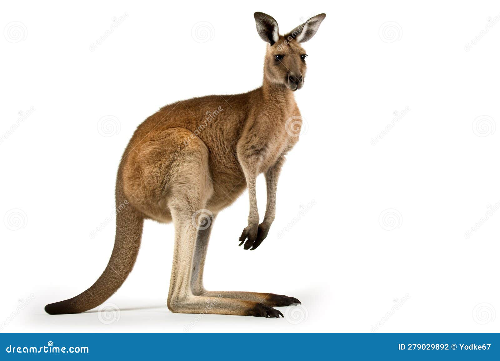 Image of a Kangaroo on White Background. Wildlife Animals. Illustration Stock Illustration ...