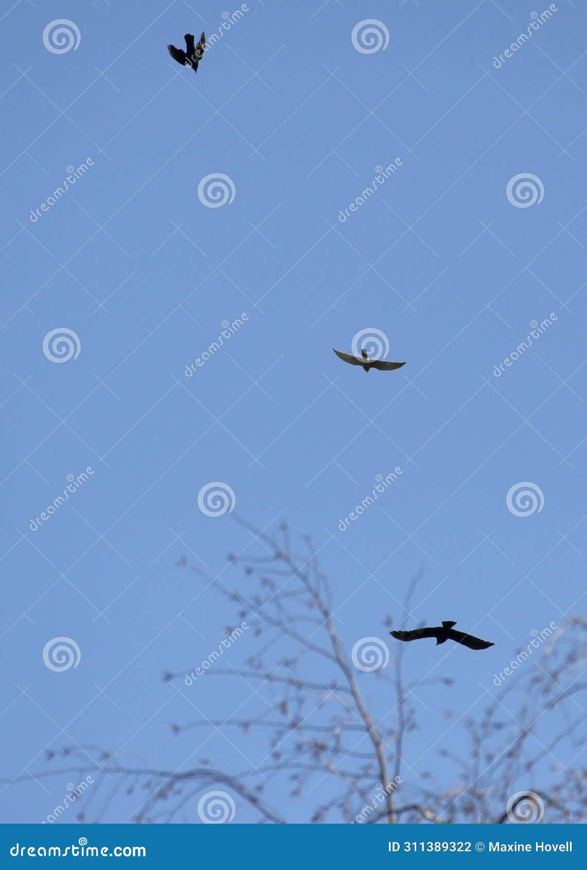 Crows chasing a kestrel stock photo. Image of chased - 311389322