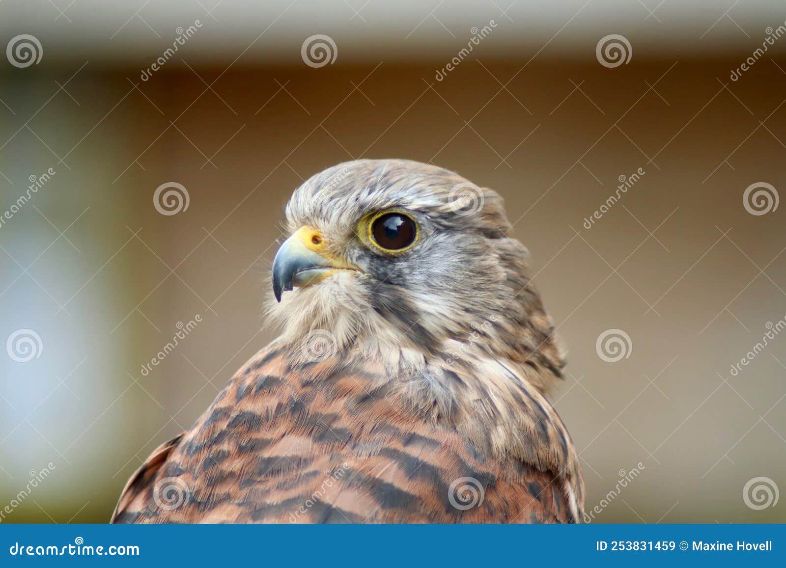 Kestrel with Its Head Turned Stock Image - Image of beak ...