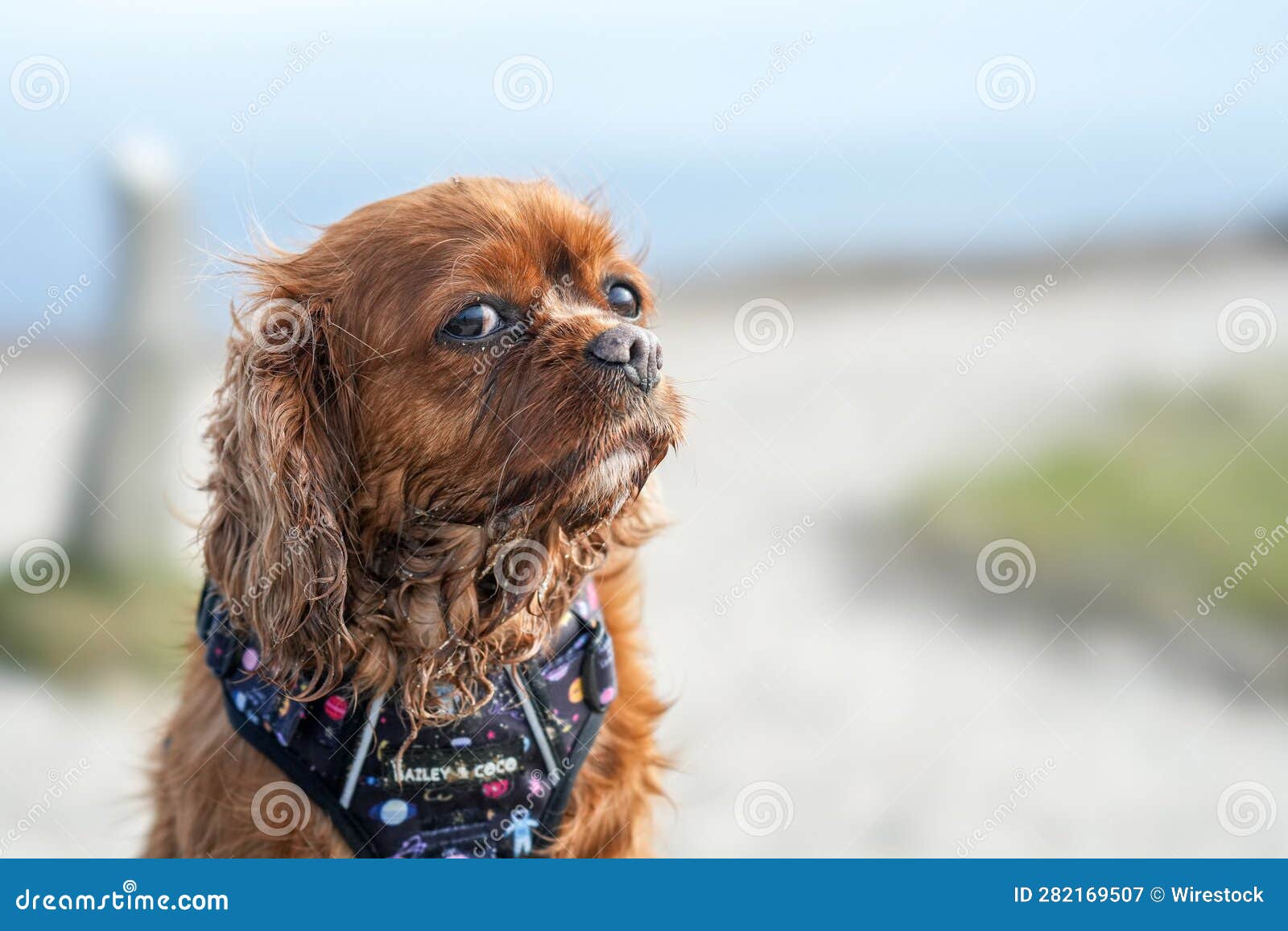 Image of a King Charles Spaniel Looking into the Camera with a Soft ...