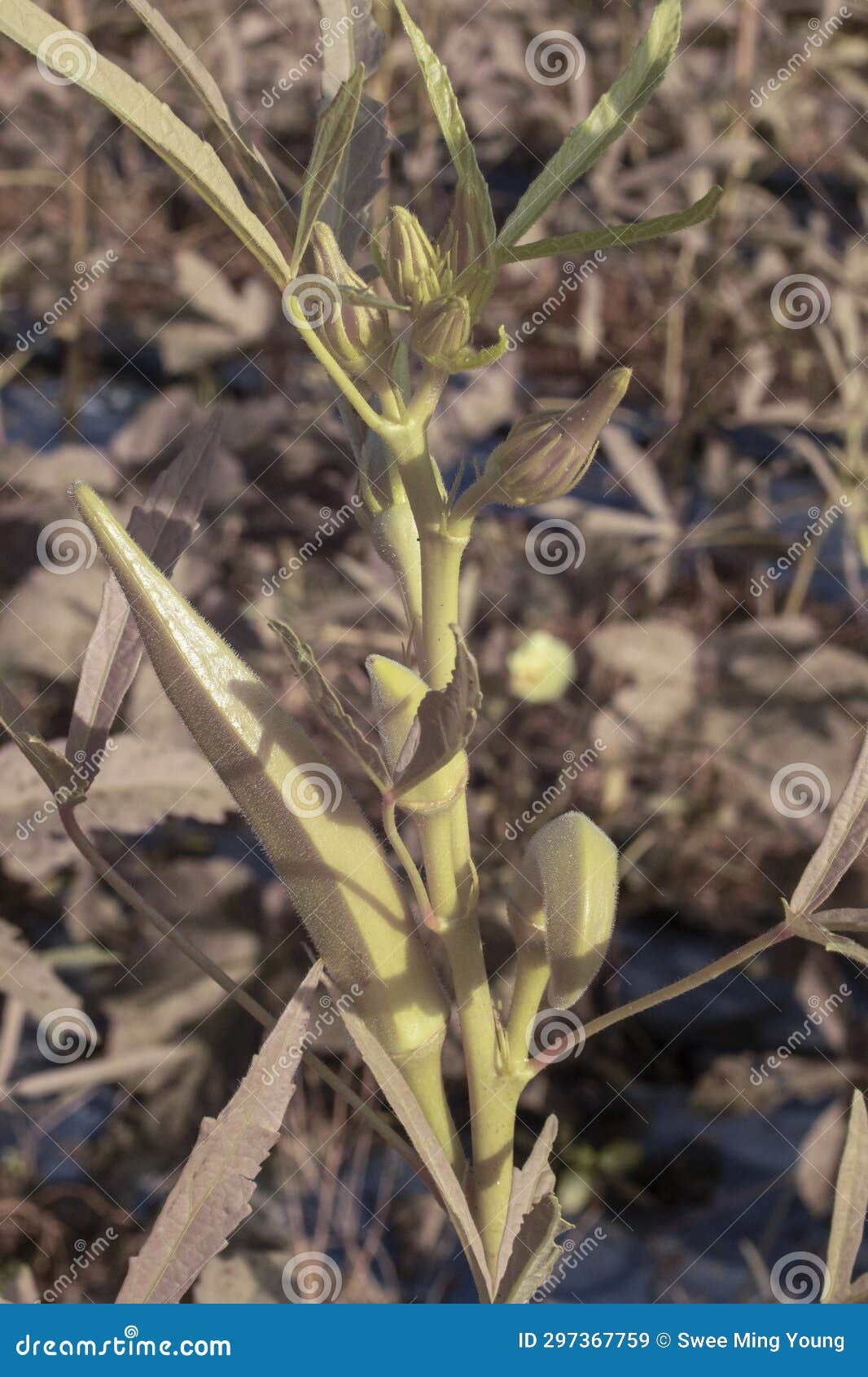 Image of the Lady Finger Vegetable Plant. Stock Image - Image of ...