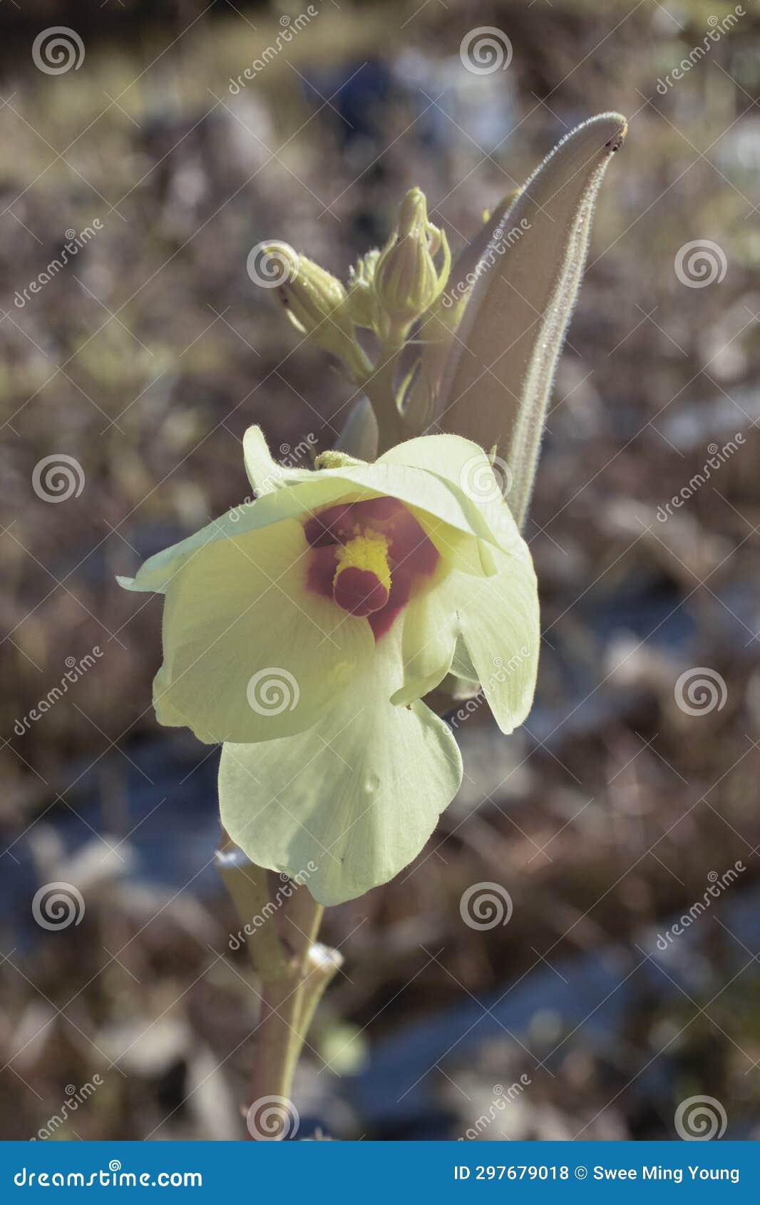 Image of the Lady Finger Vegetable Plant. Stock Photo - Image of plant ...