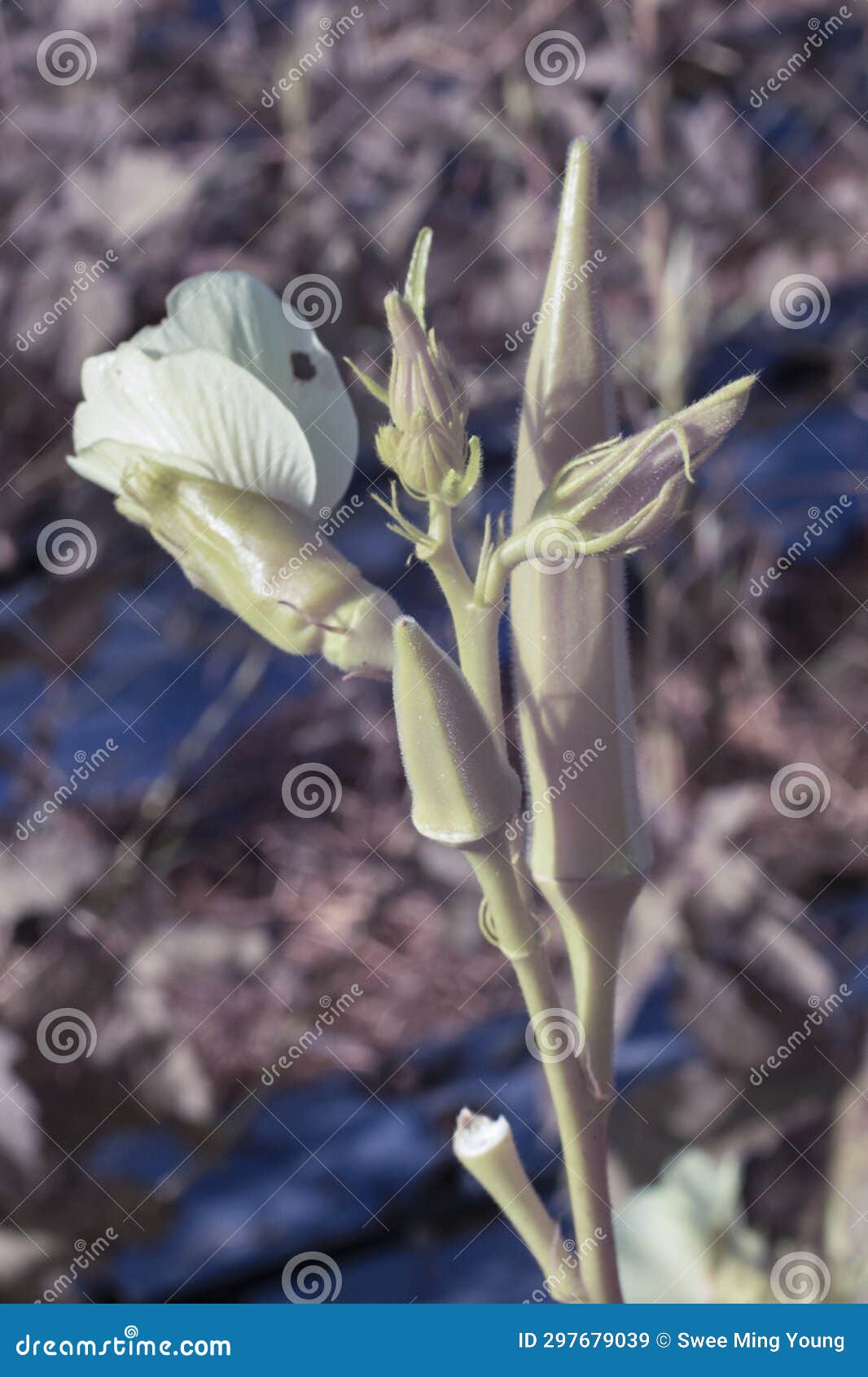 Image of the Lady Finger Vegetable Plant. Stock Image - Image of leaf ...