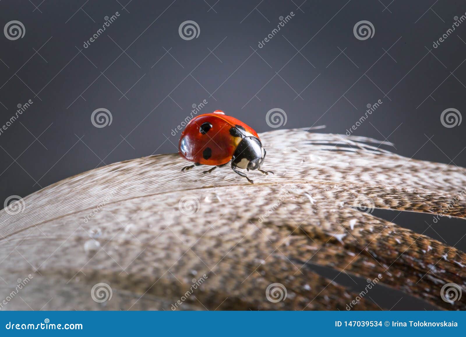 Image with a ladybug stock photo. Image of softness - 147039534