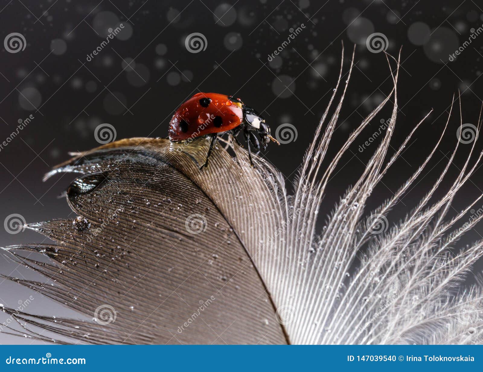 Image with a ladybug stock photo. Image of dark, drop - 147039540