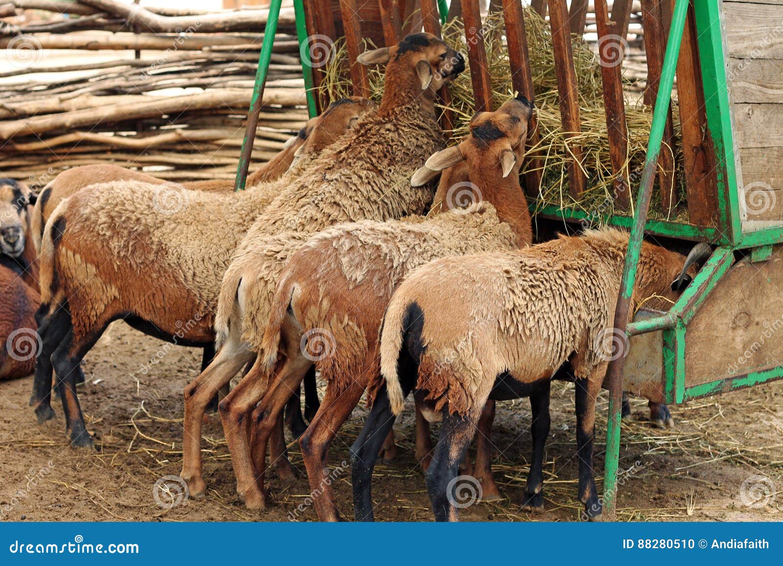 Image of Lambs Eat Hay at Zoo Stock Photo - Image of wild, ears: 88280510
