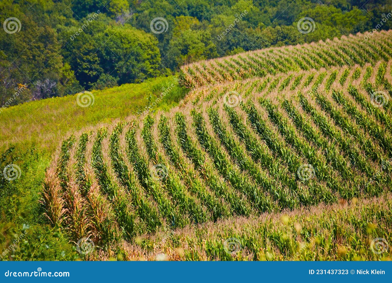 Landscape of Corn Field Rows Stock Image - Image of landscape, spring ...