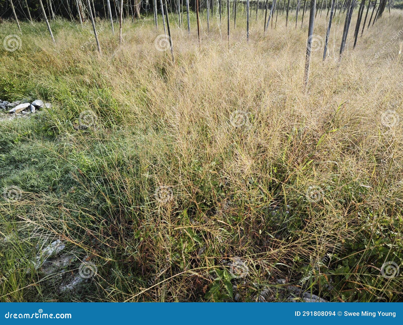 Landscape Field Full of Wild Switchgrass Bushes Stock Photo - Image of ...