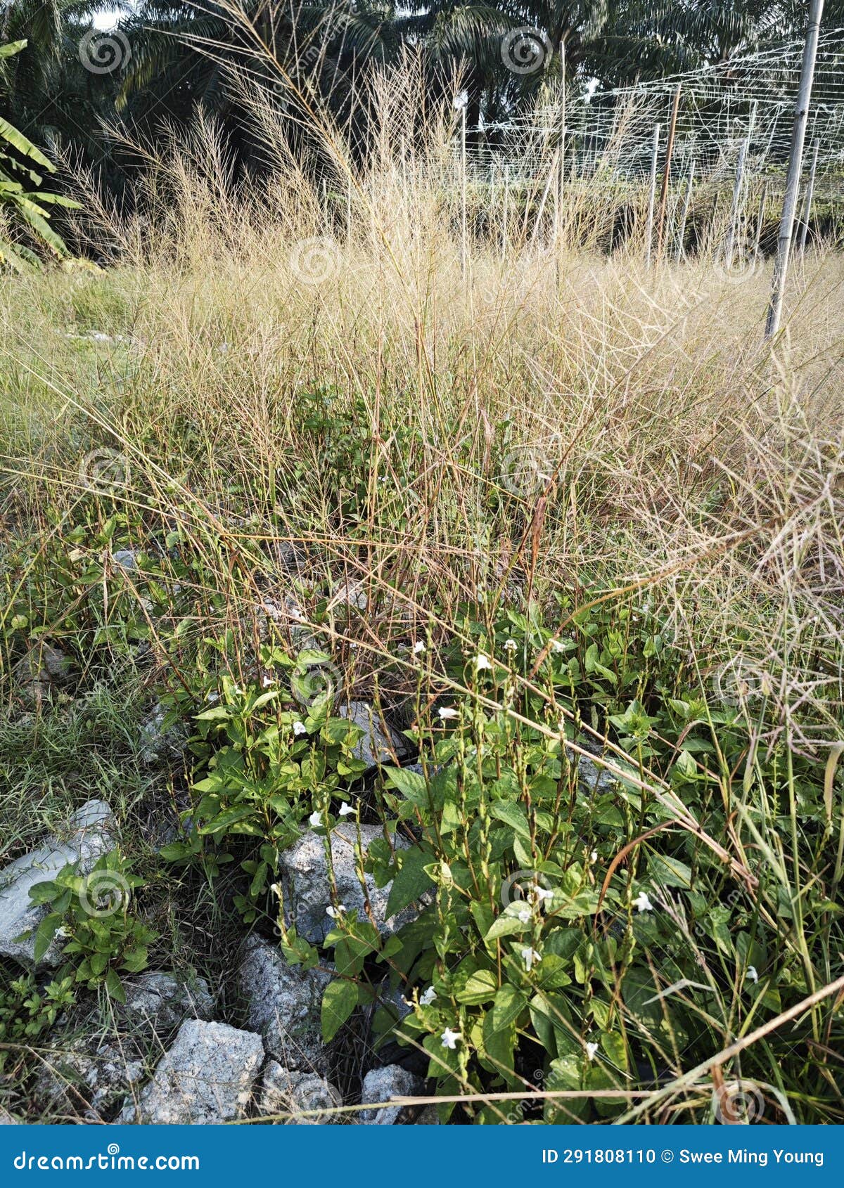 Landscape Field Full of Wild Switchgrass Bushes Stock Photo - Image of ...