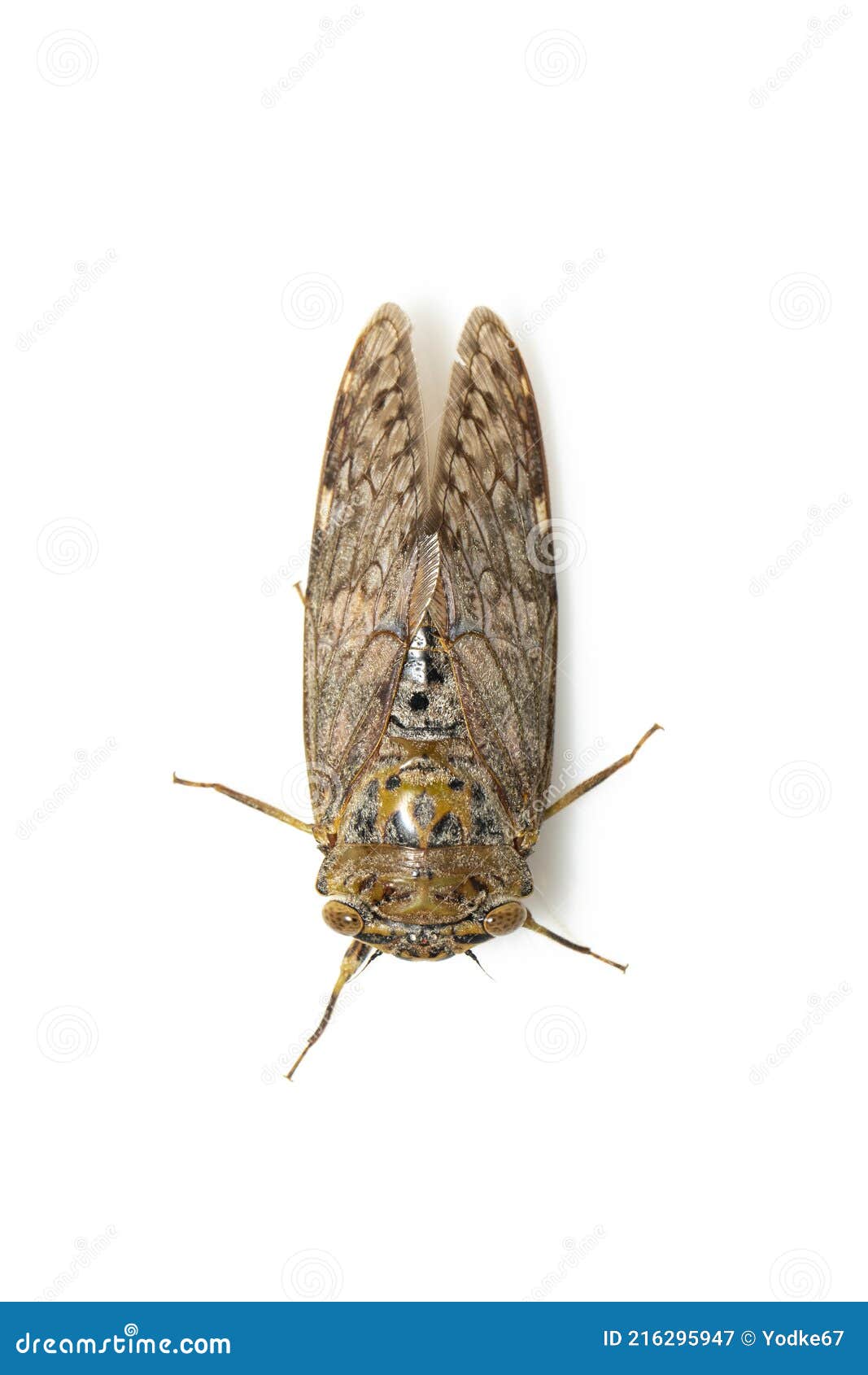 Image of Large Brown Cicada Insect Isolated on White Background ...