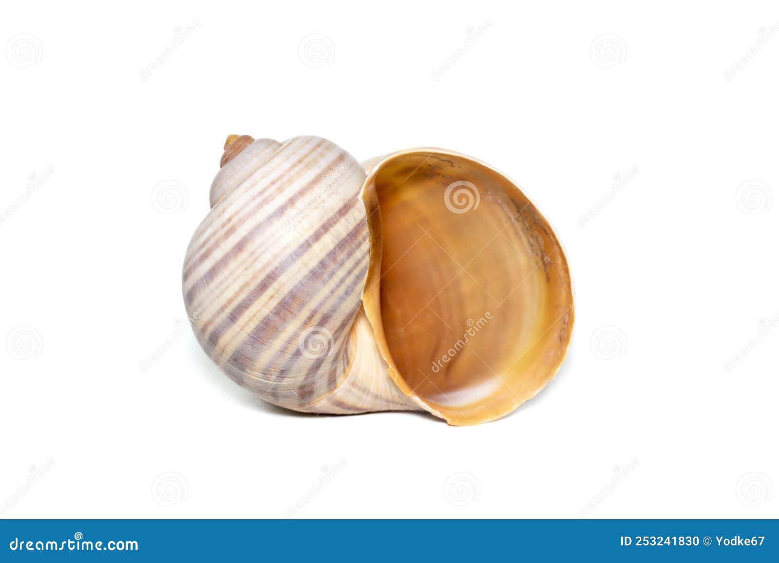 Image of Large Empty Ocean Snail Shell on a White Background. Undersea ...