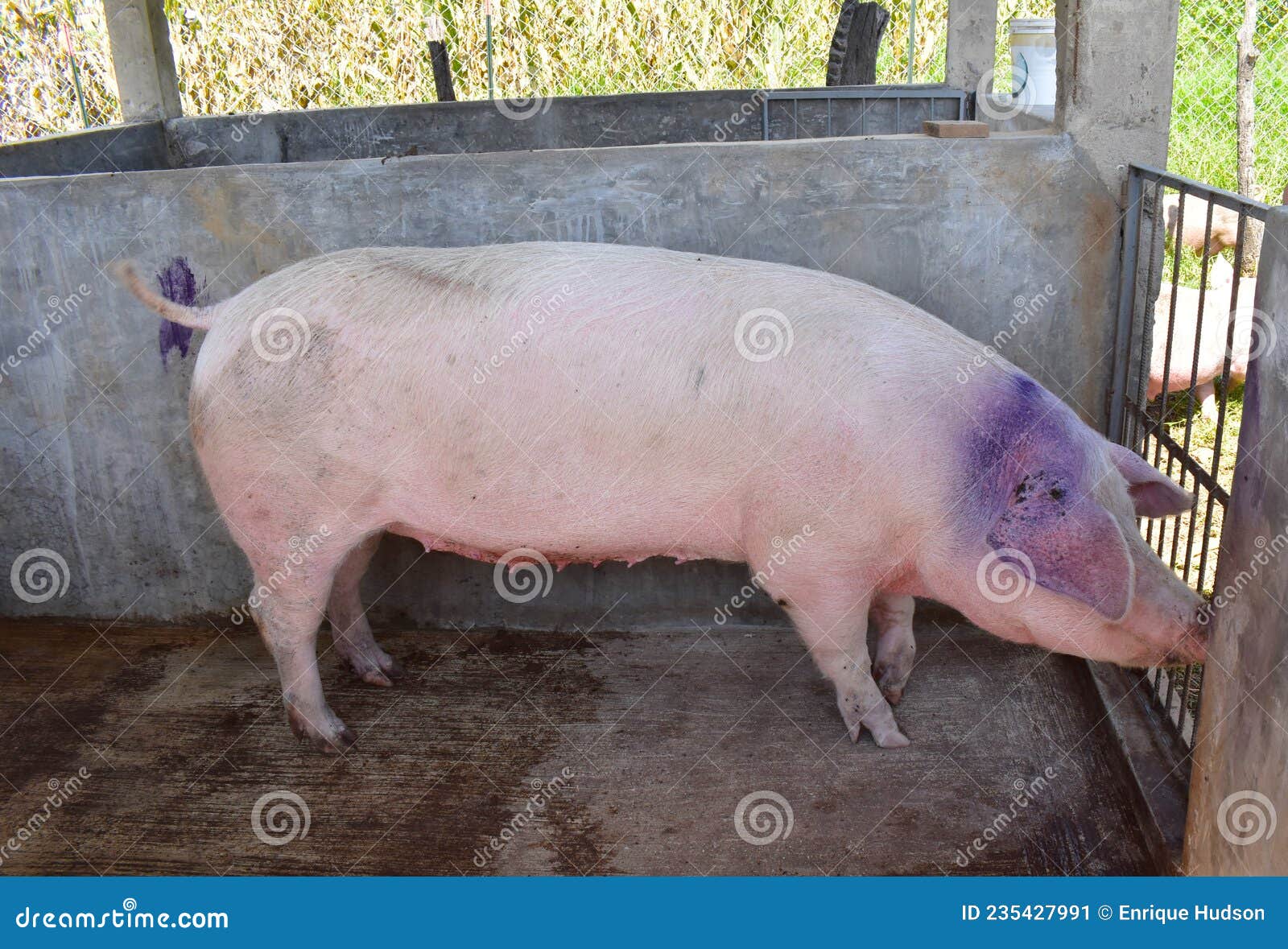 Image of a Large Pig in the Pigpen Inside a Farm Stock Image - Image of ...