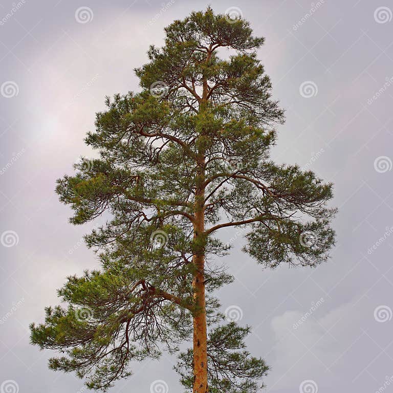 Image of a Large Pine Tree on a Gray Background Stock Image - Image of ...