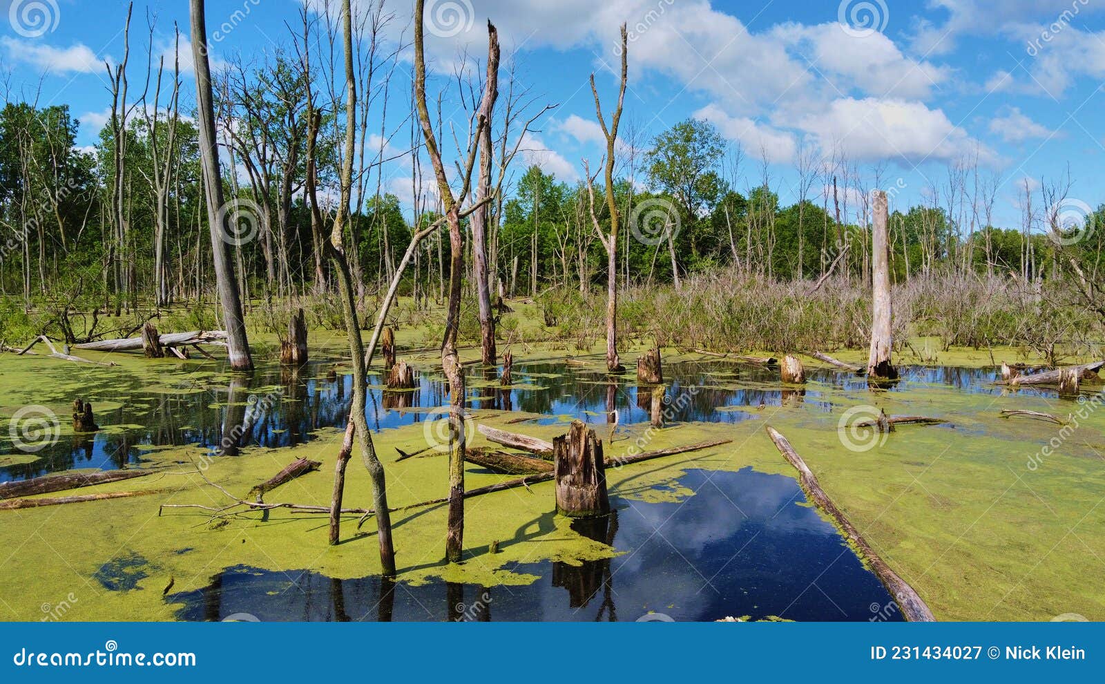 Large Swamp Covered in Green Algae and Tree Trunks Stock Image - Image ...