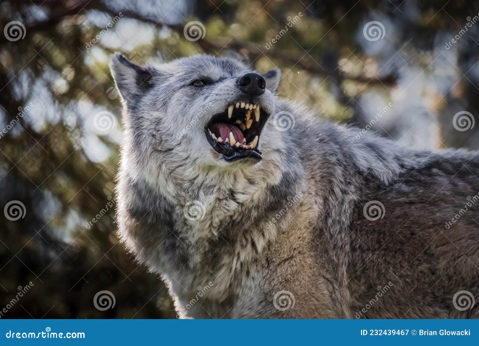 Image of a Large Timber Wolf Snarling and Baring His Impressive Teeth ...