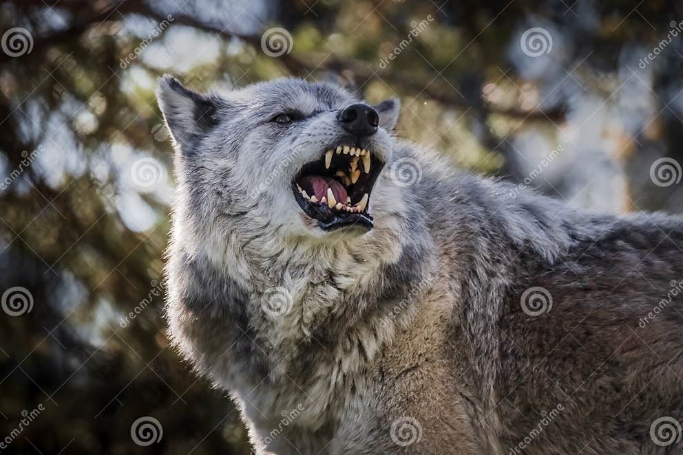 Image of a Large Timber Wolf Snarling and Baring His Impressive Teeth ...