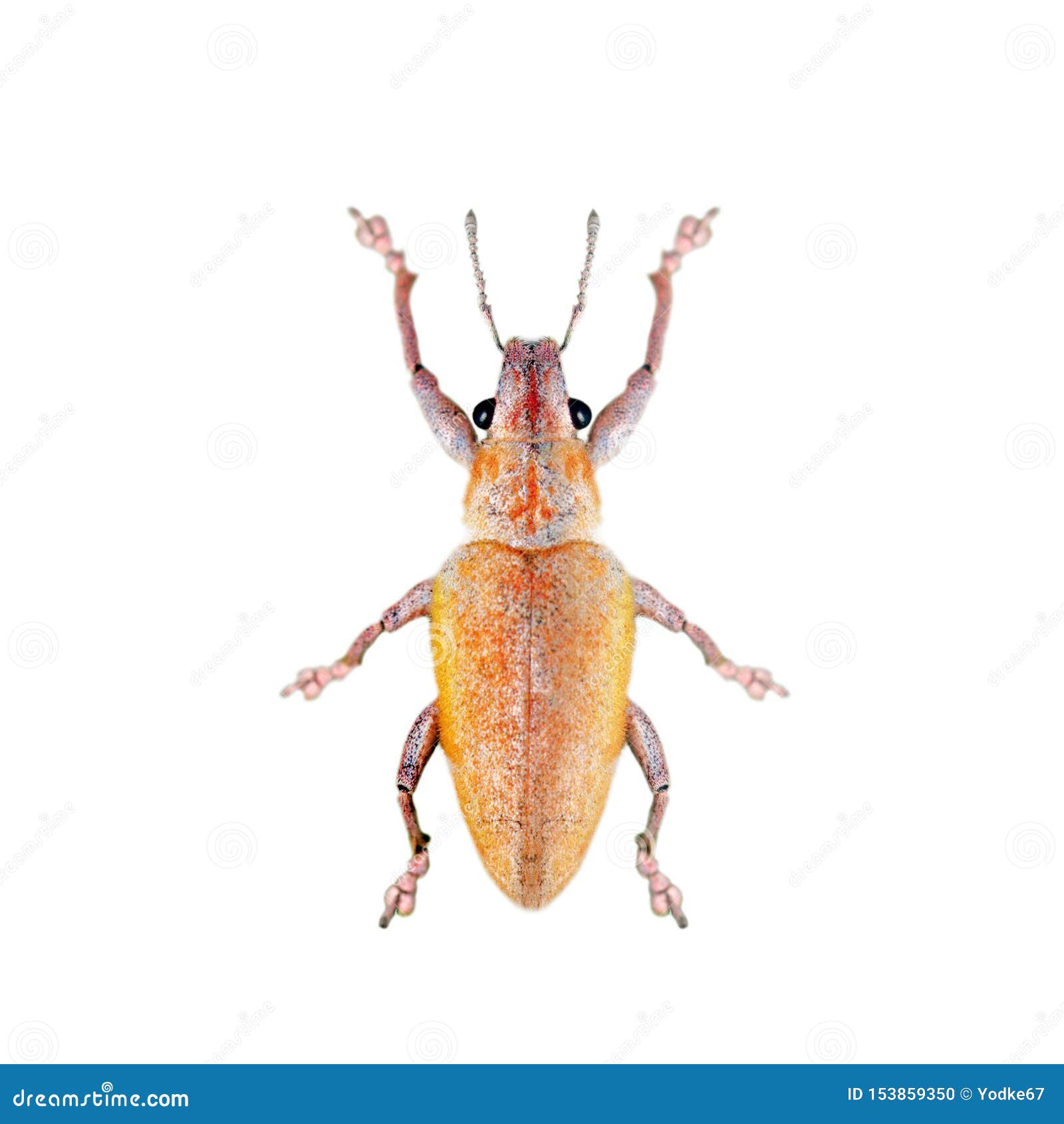 Image of Leaf Eating Weevil Hypomeces Squamosus Isolated on White ...
