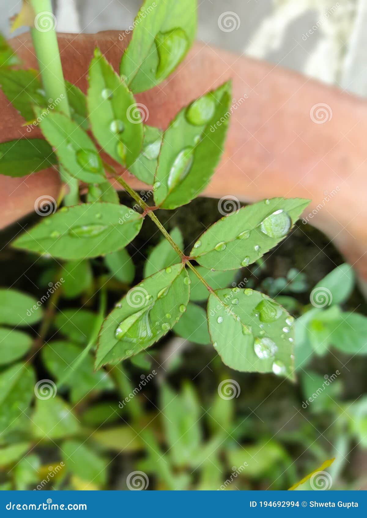 Green Leaf of Rose, a Close Image. Stock Photo - Image of fresh, hearts ...