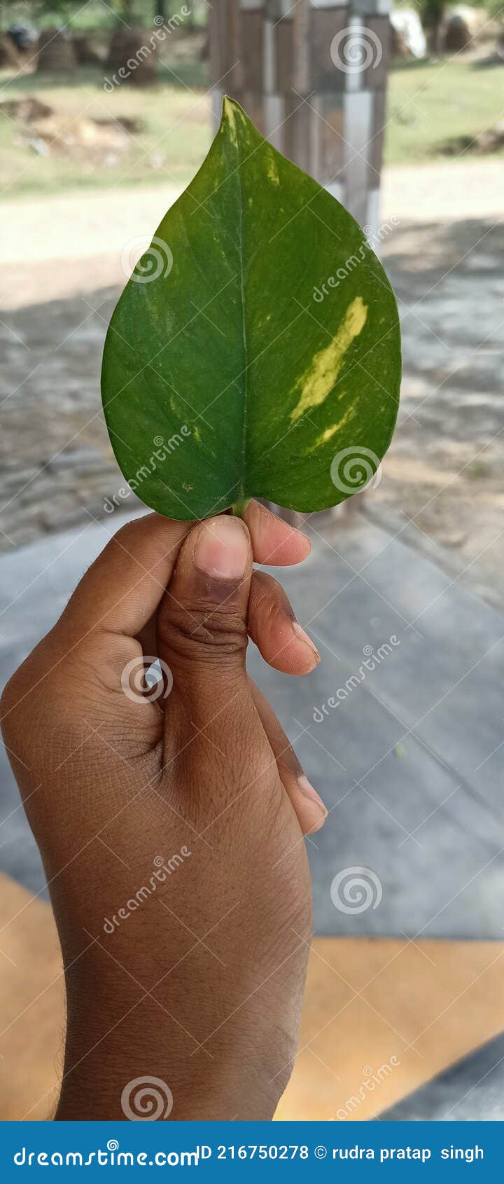 This is the Image of the Leaf of the Money Plant in the Hands of a Man ...