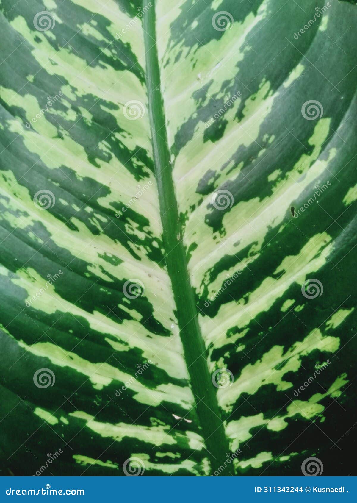 Image of a Leaf of an Ornamental Plant with Wide Green Leaf Stock Photo ...