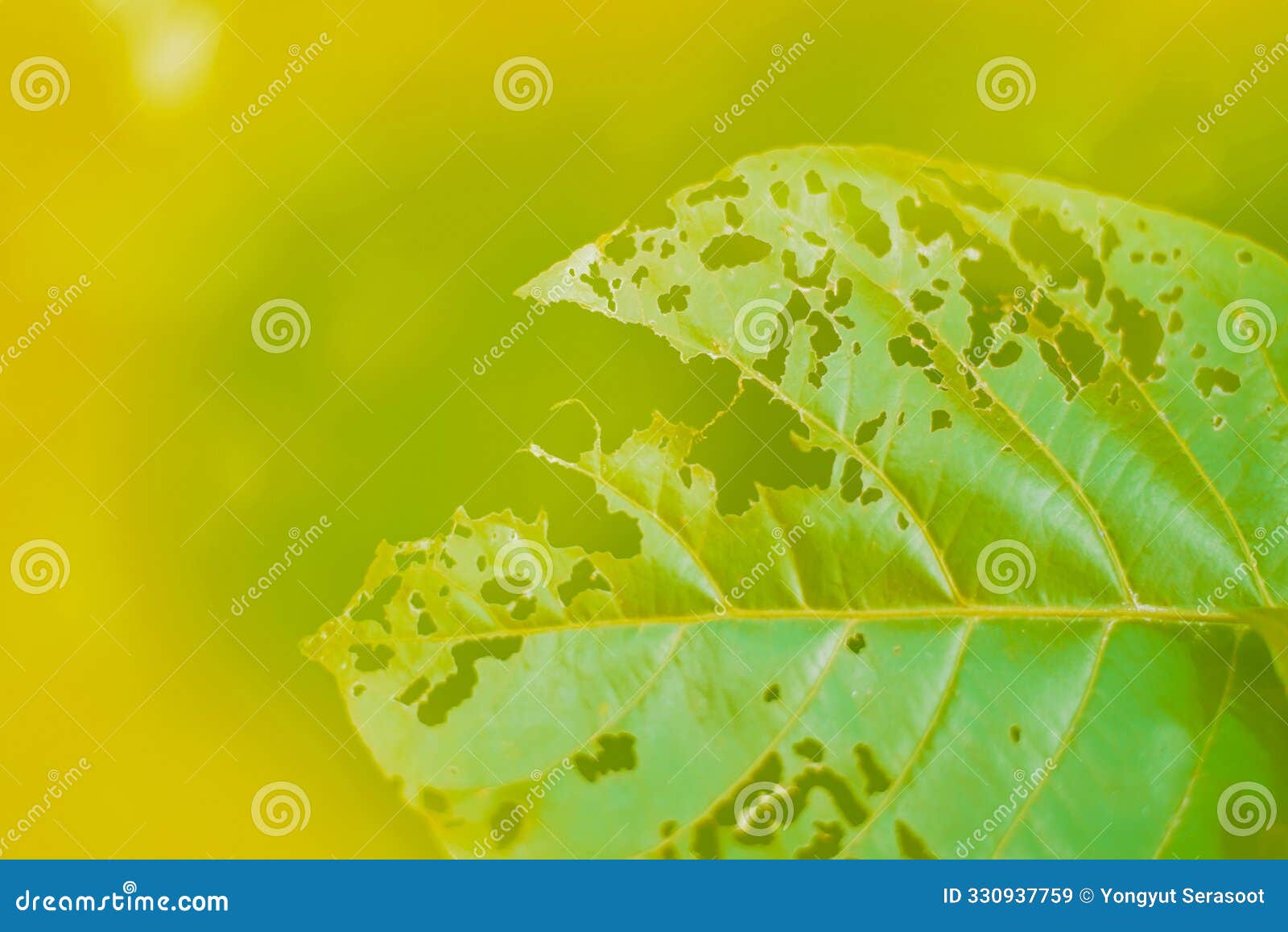 Image of the Leaf Surface is Eaten by Insects Stock Image - Image of ...