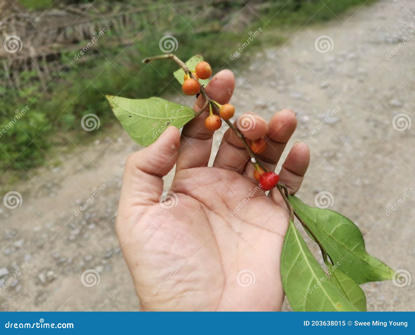 Leafy Ficus Microcarpa and Its Fruits. Stock Image - Image of botany ...