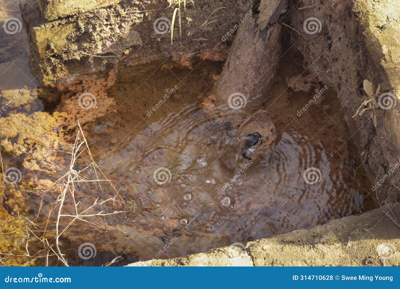 Image of Leakage Water from Broken and Rusty Pipe from the Ground ...