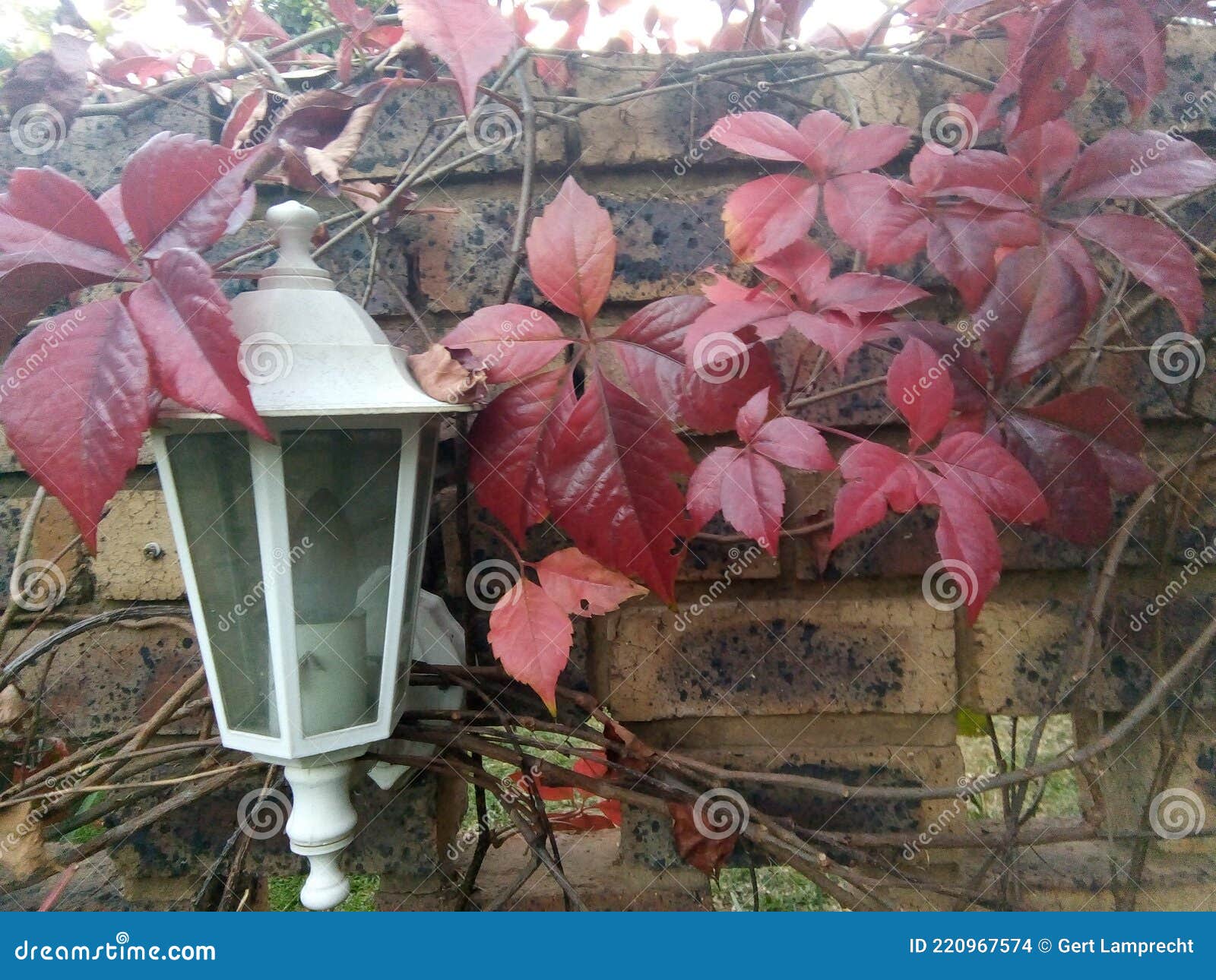 Image of Leaves. Background Autumn Leaves. Stock Photo - Image of ...