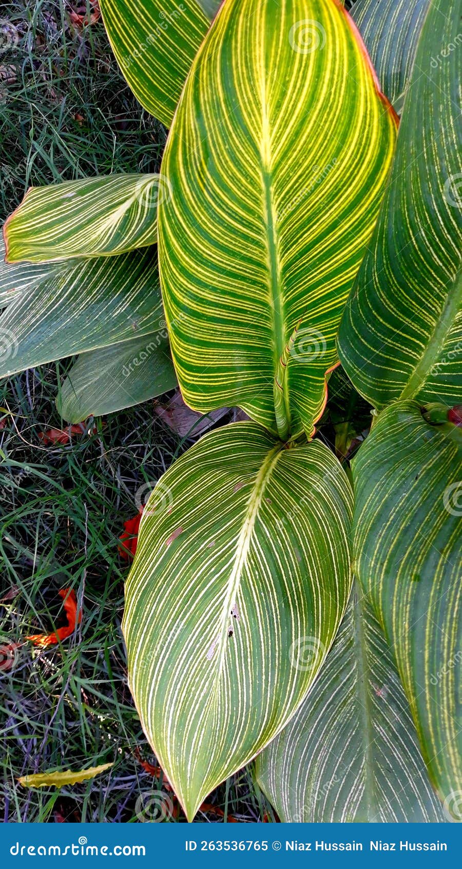 A Nice Leaves Picture in Plant Stock Image - Image of flower, forest: 263536765