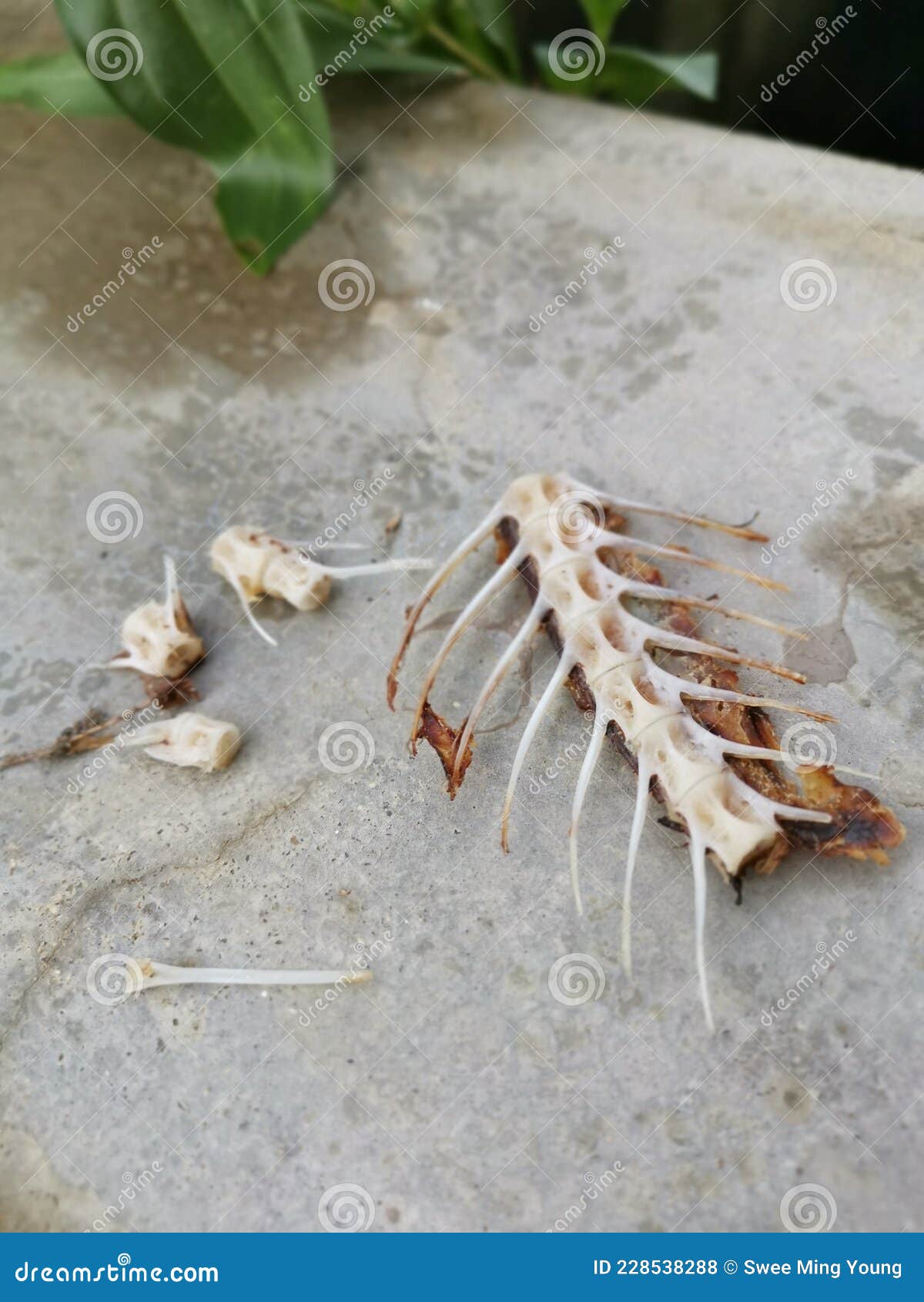 Leftover Fish Bones on the Floor Stock Photo - Image of eaten, body ...