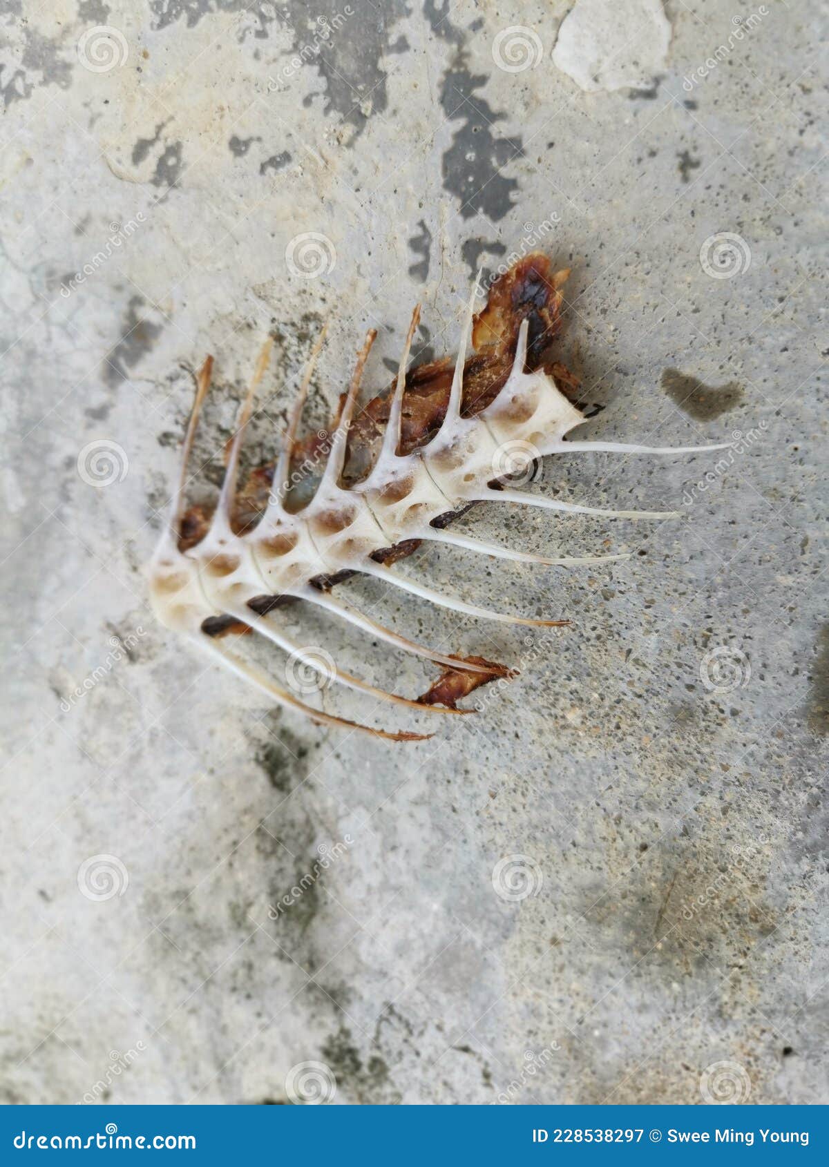 Leftover Fish Bones on the Floor Stock Image - Image of floor, death ...