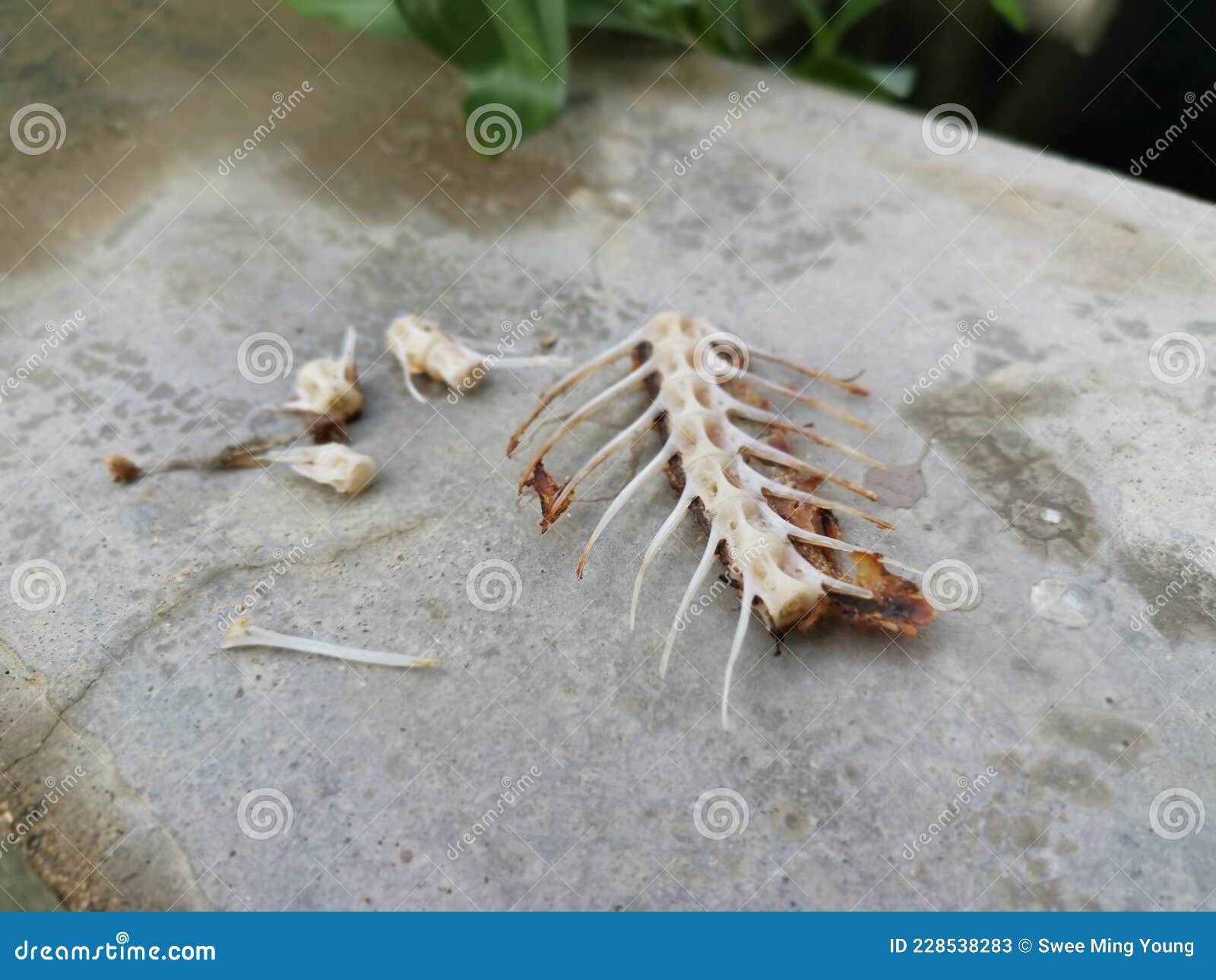 Leftover Fish Bones on the Floor Stock Image - Image of fauna, fish ...