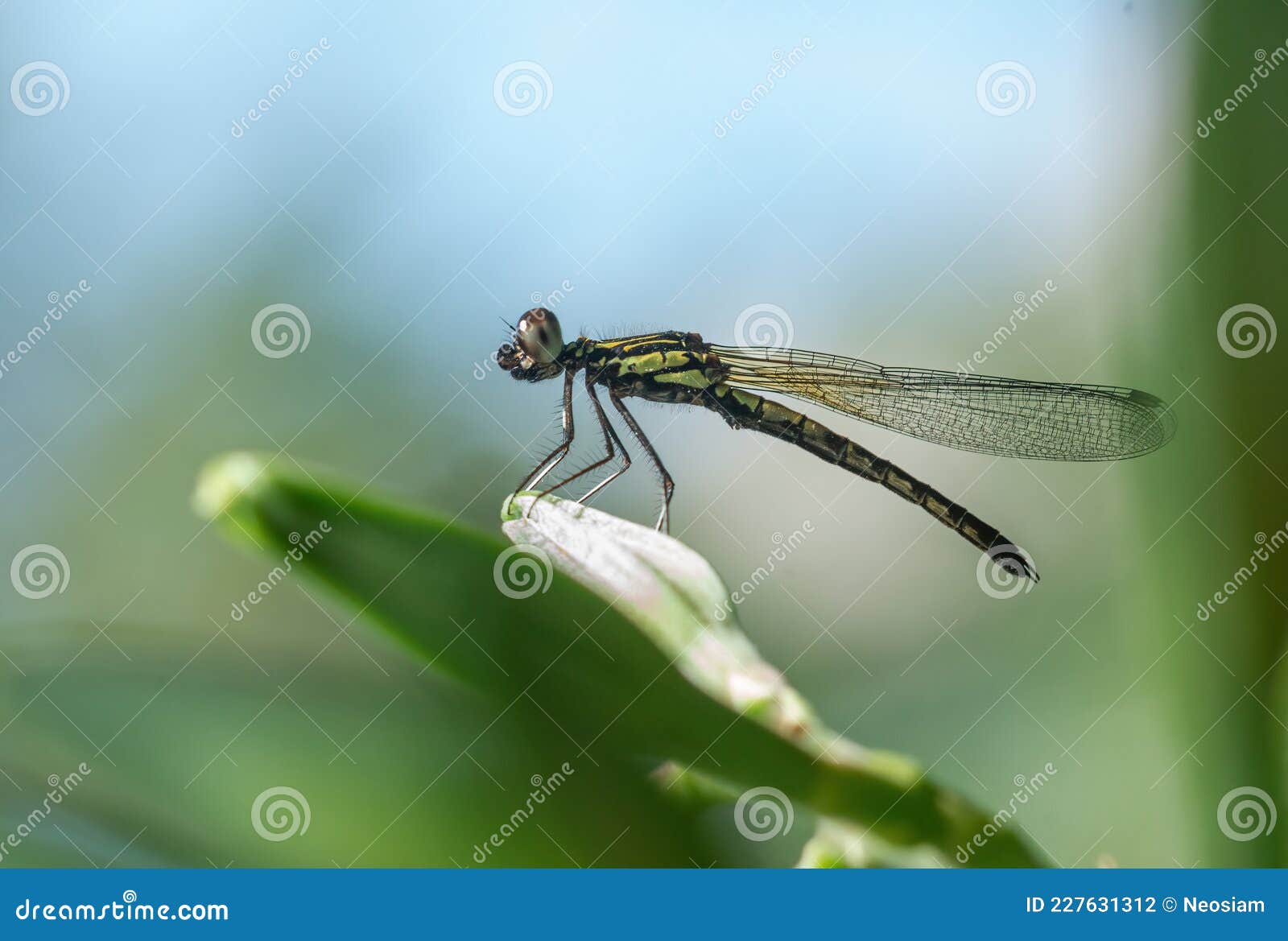 Image of Libellago Lineata Lineata Dragonfly Stock Photo - Image of ...