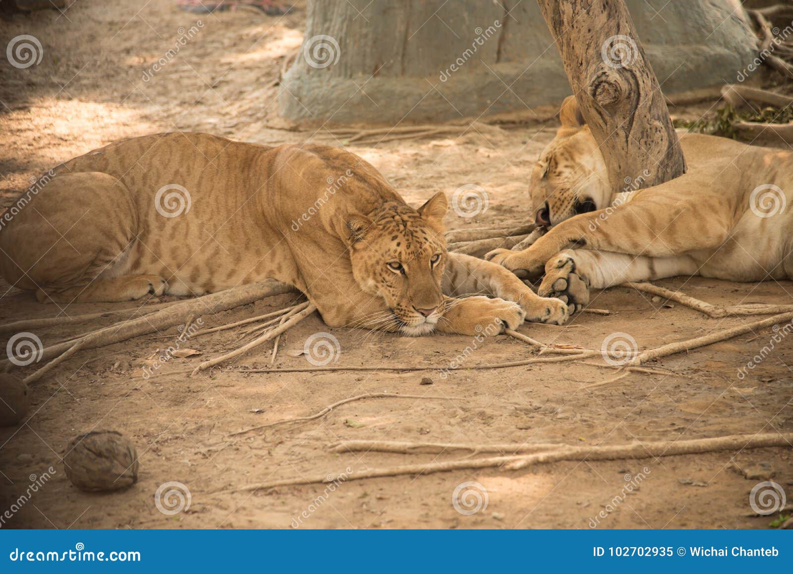 Image of a Liger on Nature Background Stock Image - Image of powerful ...