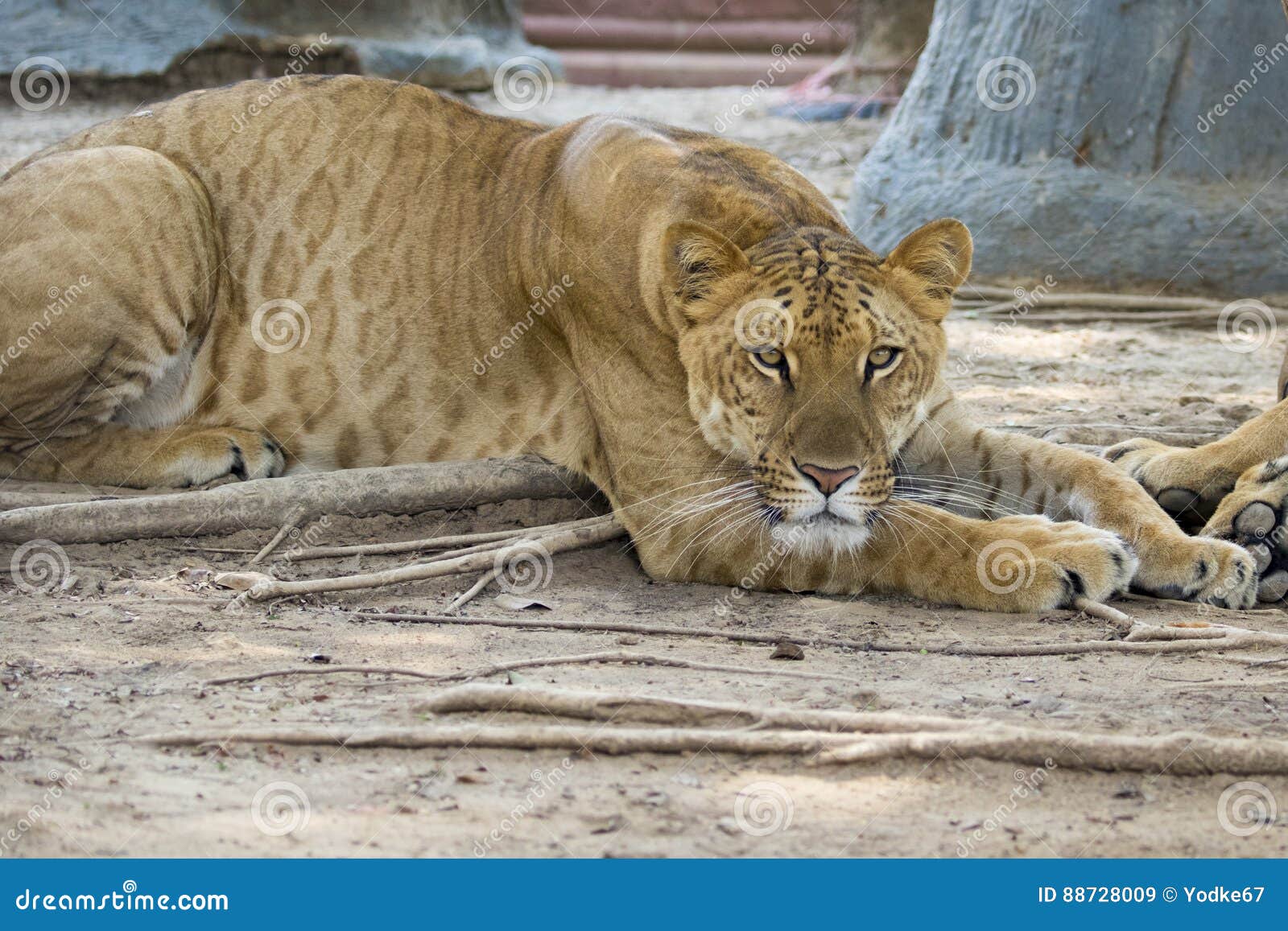 Image of a Liger on Nature Background. Stock Image - Image of feline ...