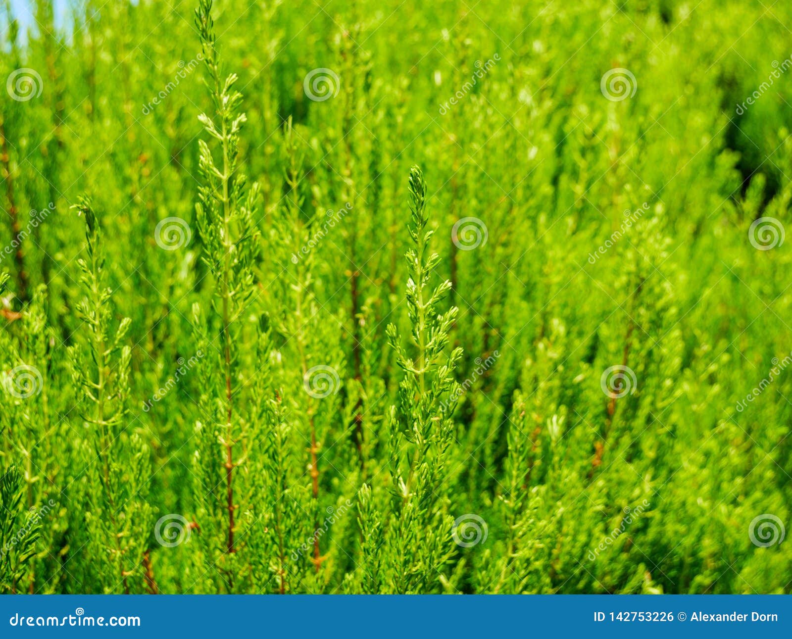 Image of Light Green Cypress Tree Wonderful Color Stock Photo - Image ...