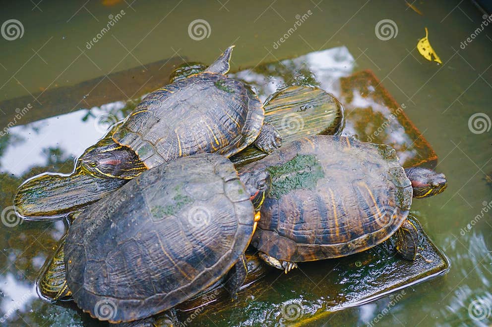 Image of light turtle stock photo. Image of turtles - 286675490
