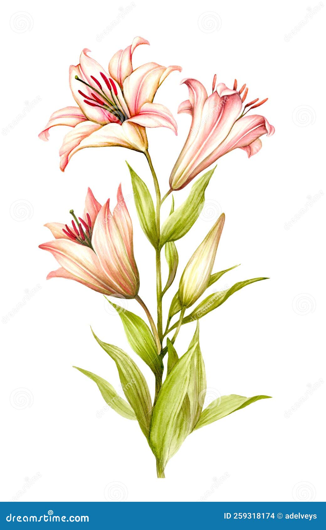 The Image of a Lilies. Hand Draw Watercolor Illustration Stock ...