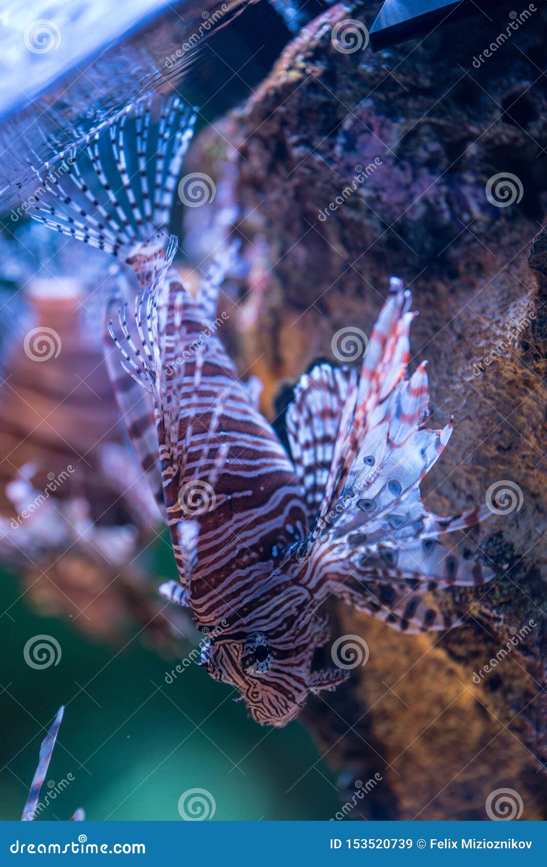 Image of a Lionfish at a Coral Reef Environment Stock Image - Image of ...