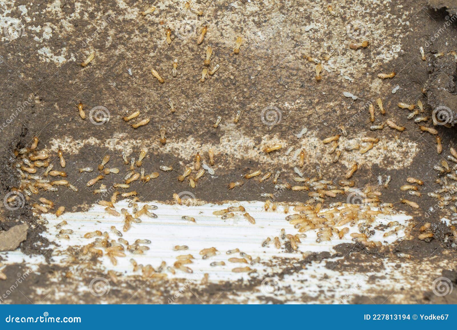 Image of Little Termite Group. Insect. Animal. Stock Photo - Image of ...