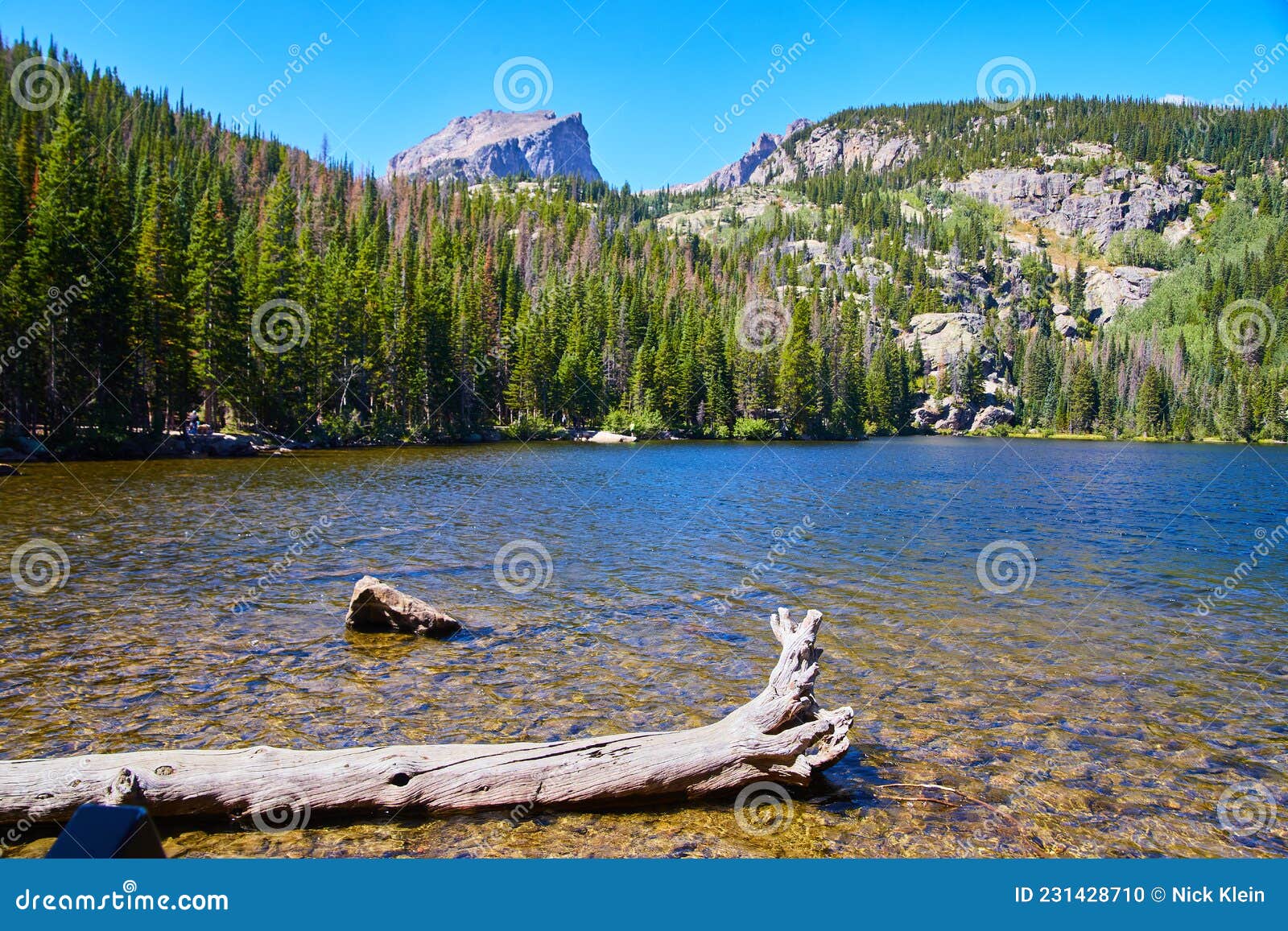 Log in Lake and Pine Tree Forest with Mountains Stock Photo - Image of ...