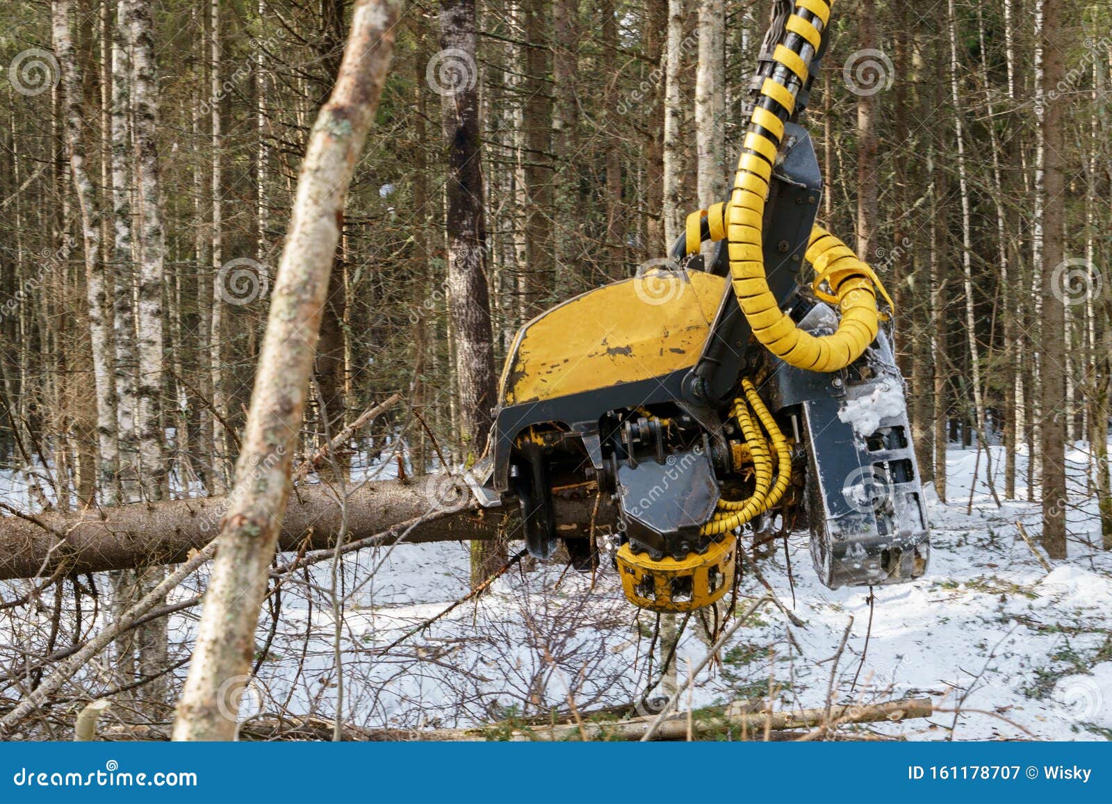 Image of Logger Cut Down the Tree and Sawing it Stock Image - Image of ...