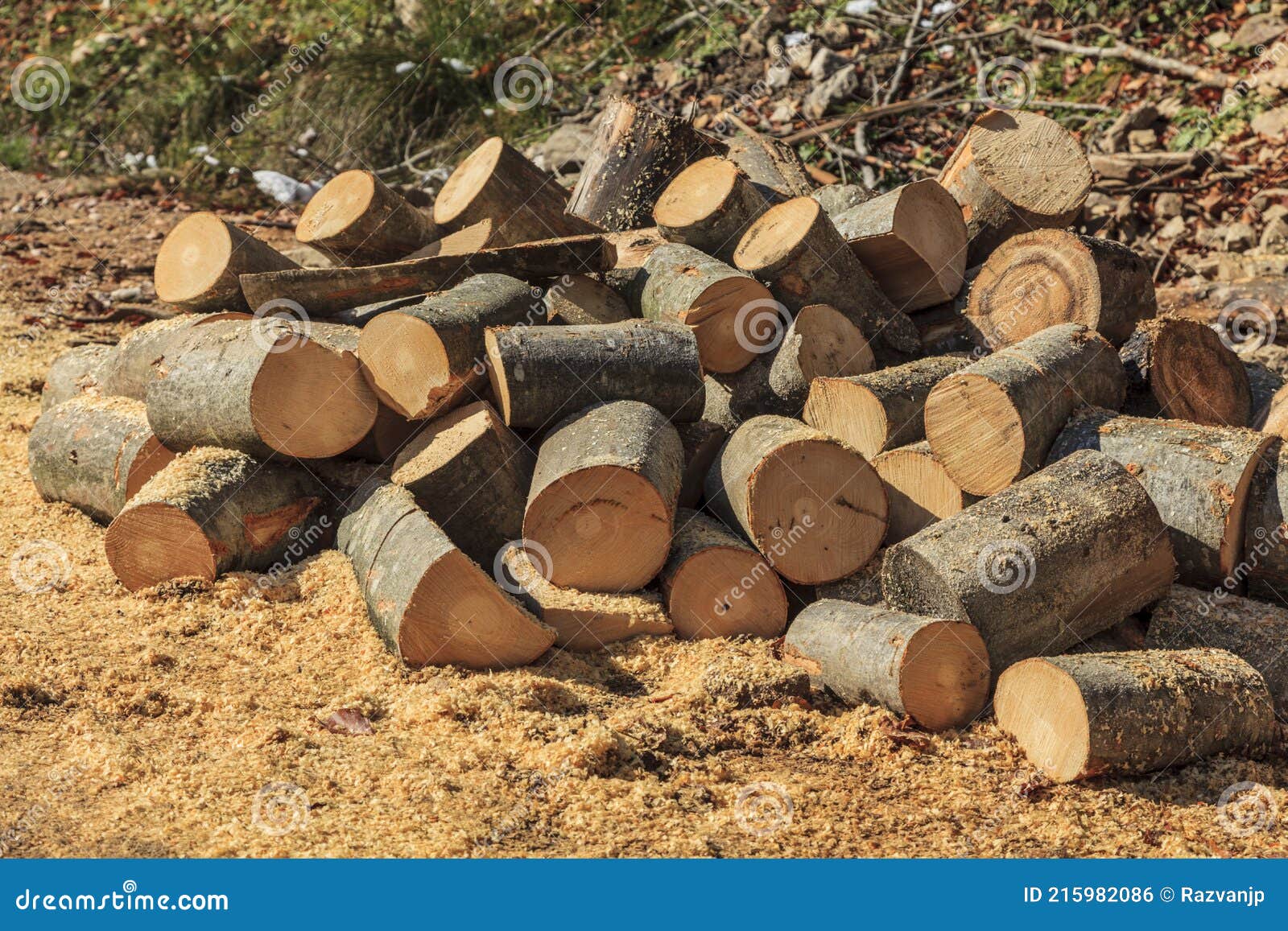 Logs and Stumps stock photo. Image of rough, nature - 215982086